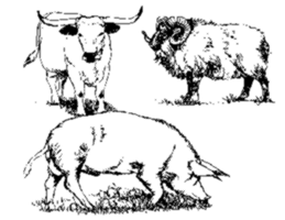 Regia Anglorum - The Fauna of Anglo-Saxon and Viking Age England